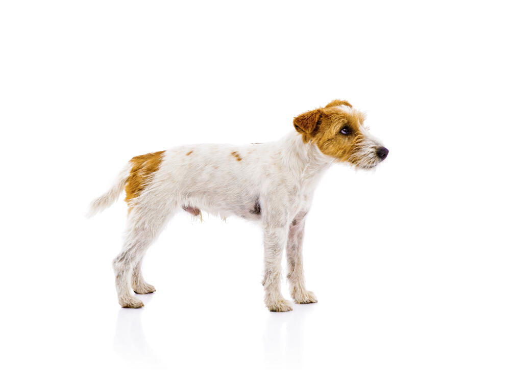 Parson Russell Terrier | Dogs | Breed Information | Omlet
