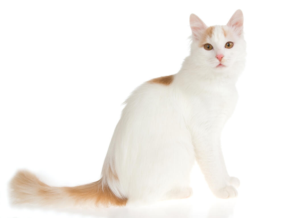 Turkish Van Cats
