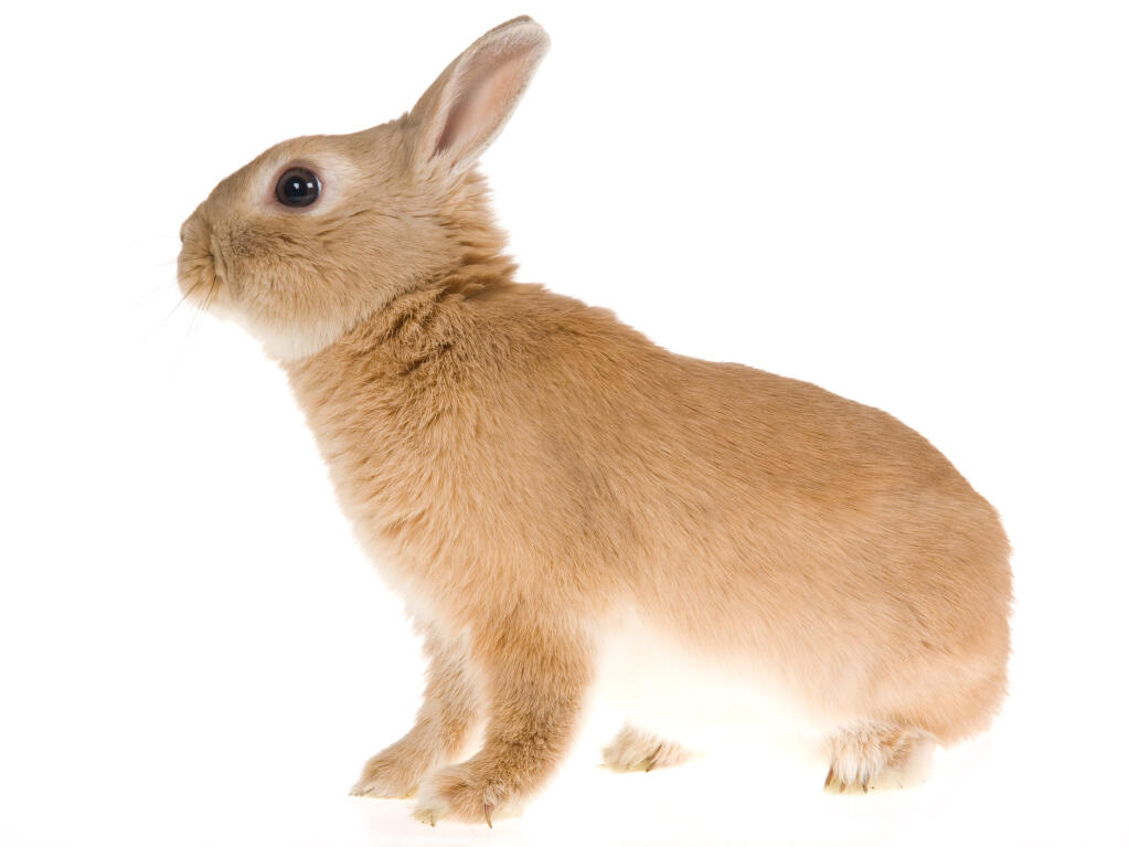 Netherlands Dwarf (Coloured) For Sale | Rabbits | Breed Information | Omlet