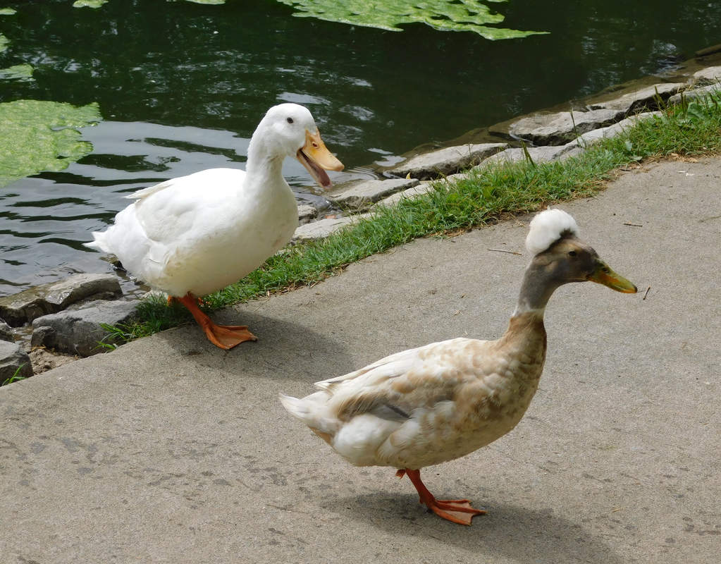 Crested Ducks Ducks Breed Information Omlet