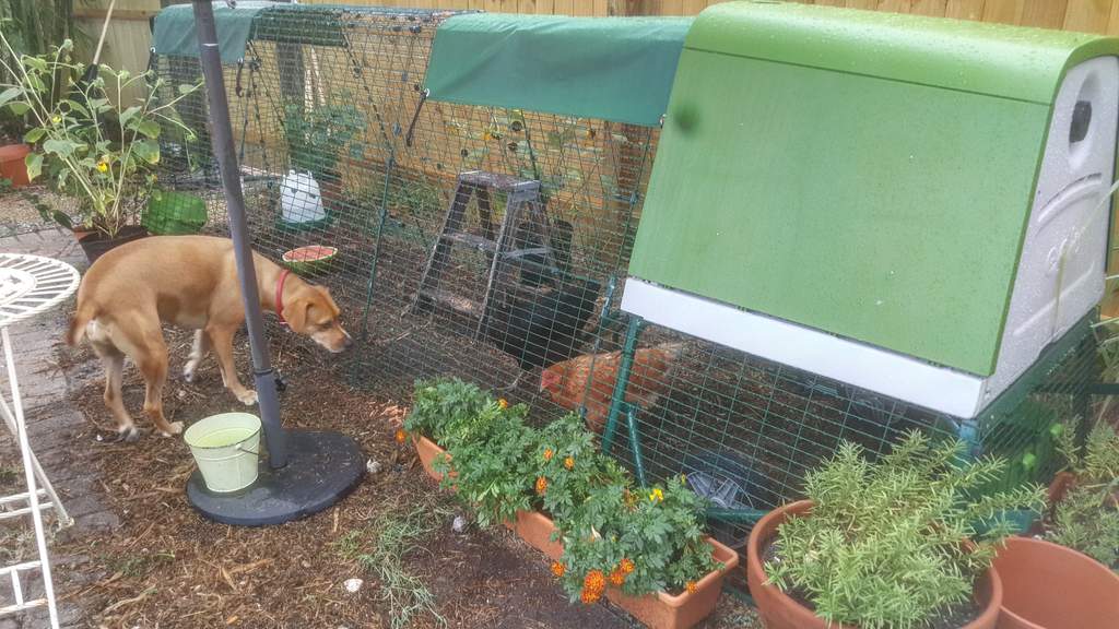 Eglu Go UP 1m Run Extension | Chicken Runs & Chicken Netting | Chicken ...
