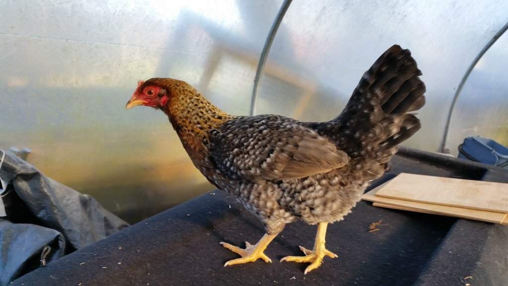 Welbar For Sale | Chickens | Breed Information | Omlet