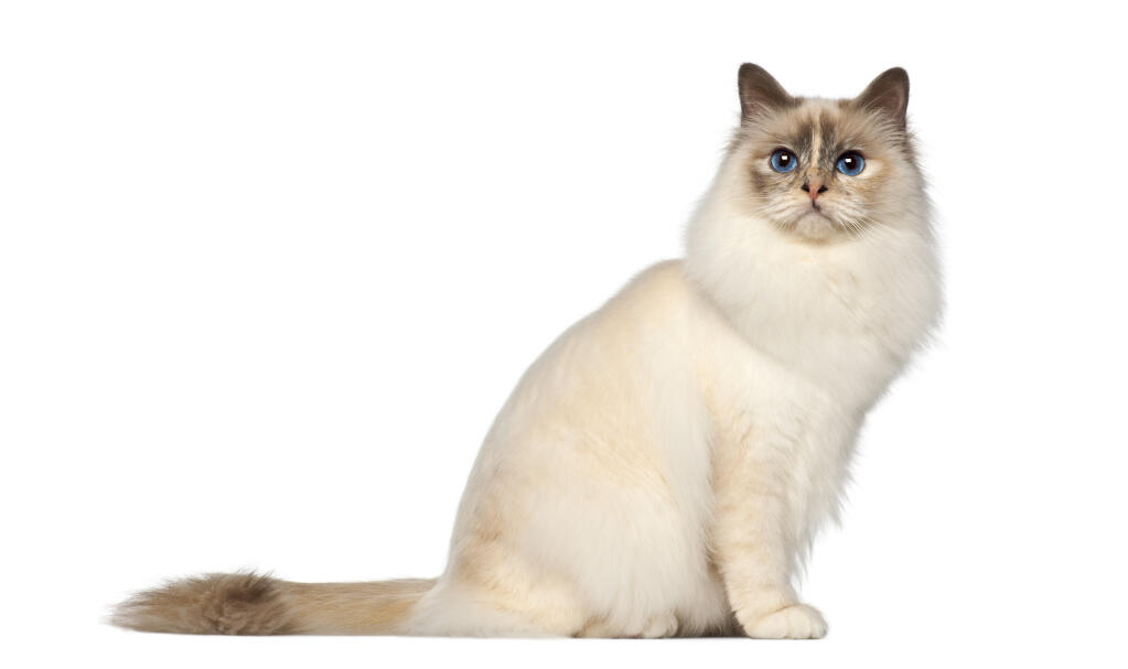 Birman Cats