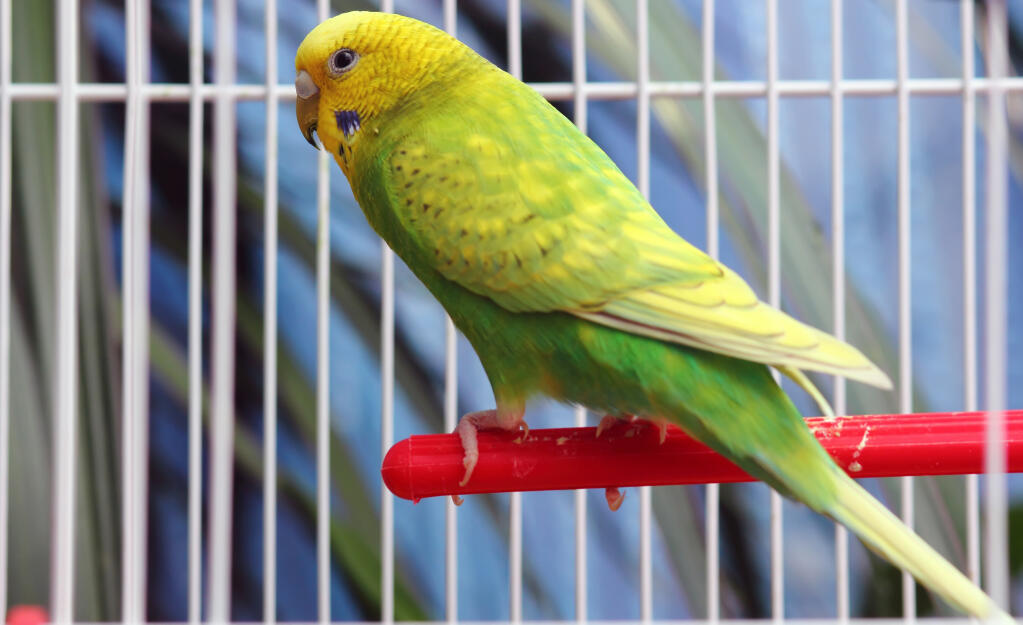 Budgerigar | Parrots | Breed Information | Omlet