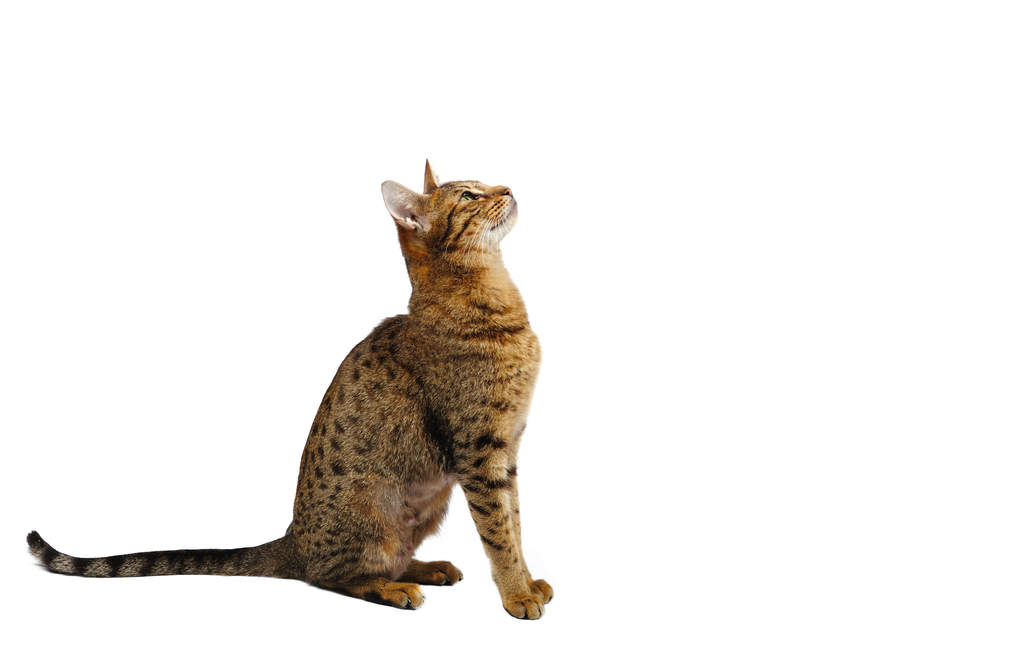 Ocicat Cats | Cat Breeds