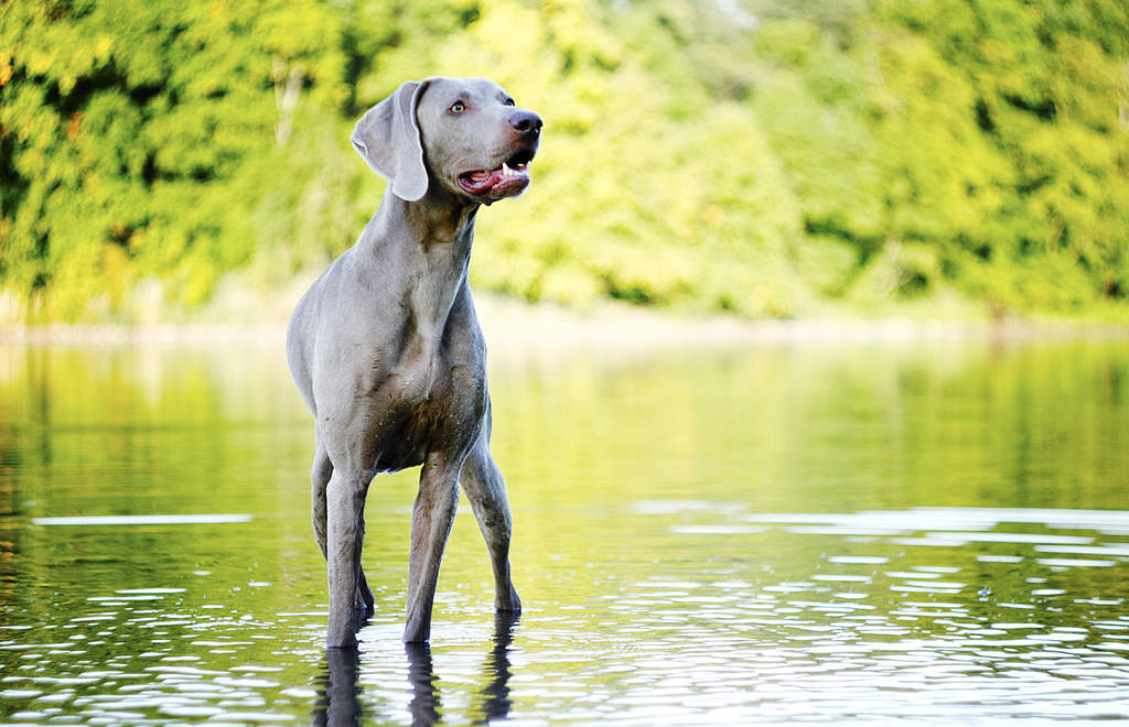 Weimaraner | Dogs | Breed Information | Omlet
