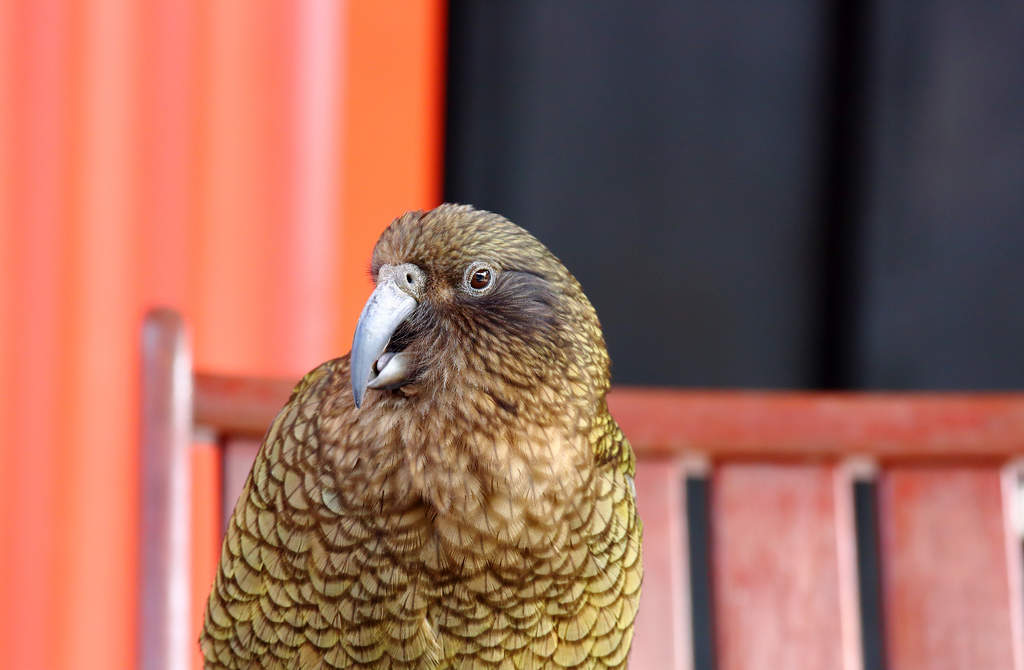 Kea | Parrots | Breed Information | Omlet