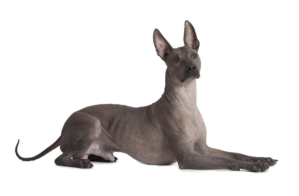 Mexican Hairless | Dogs | Breed Information | Omlet