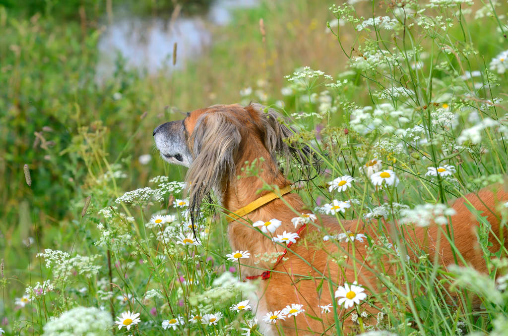 Saluki | Dogs | Breed Information | Omlet