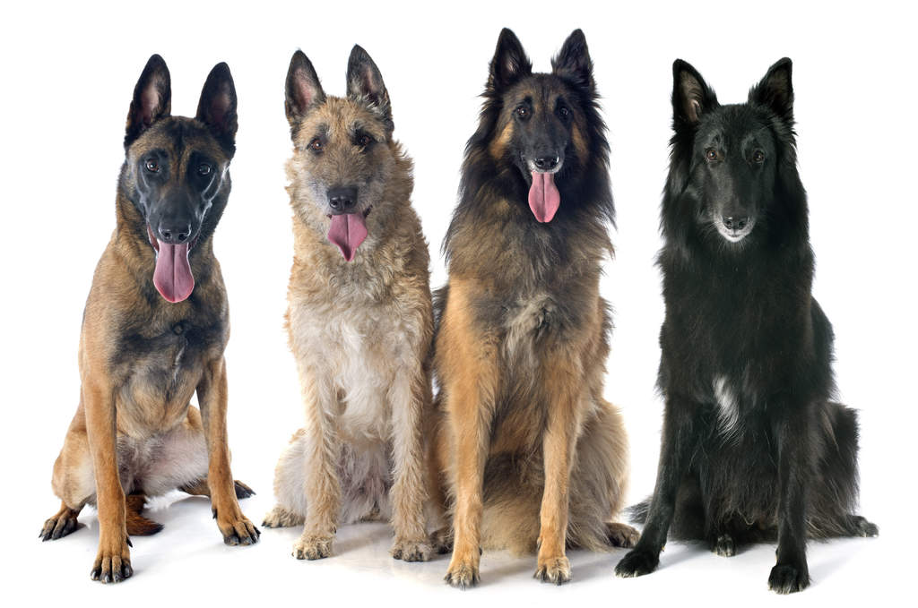 Belgian Shepherd Dog (Malinois)