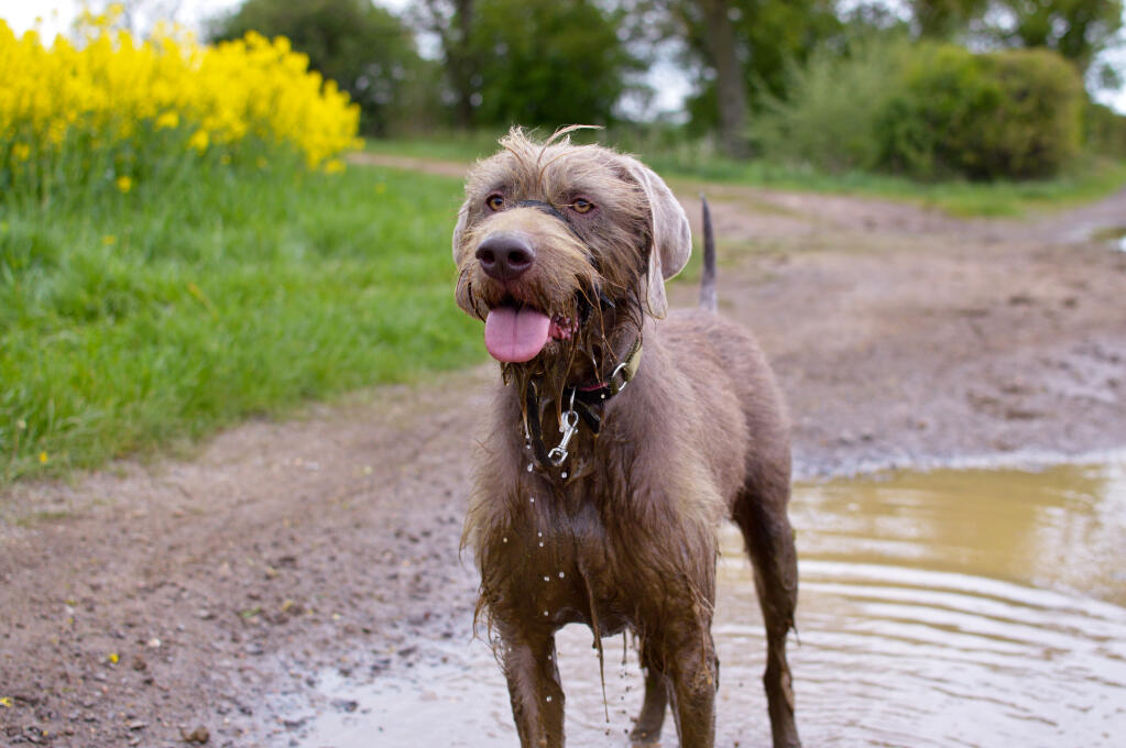 Slovakian Rough Haired Pointer Dogs Slovakian Rough Haired Pointer Dogs
