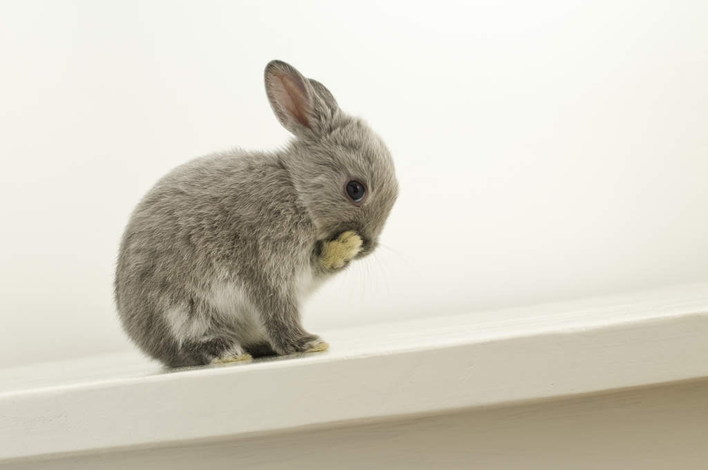 Netherlands Dwarf (Coloured) For Sale | Rabbits | Breed Information | Omlet