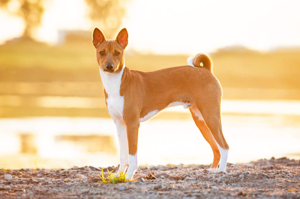 Basenji Dogs