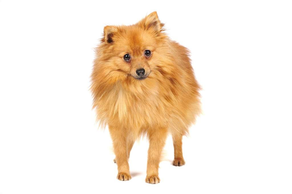 German Spitz (Klein) | Dogs | Breed Information | Omlet