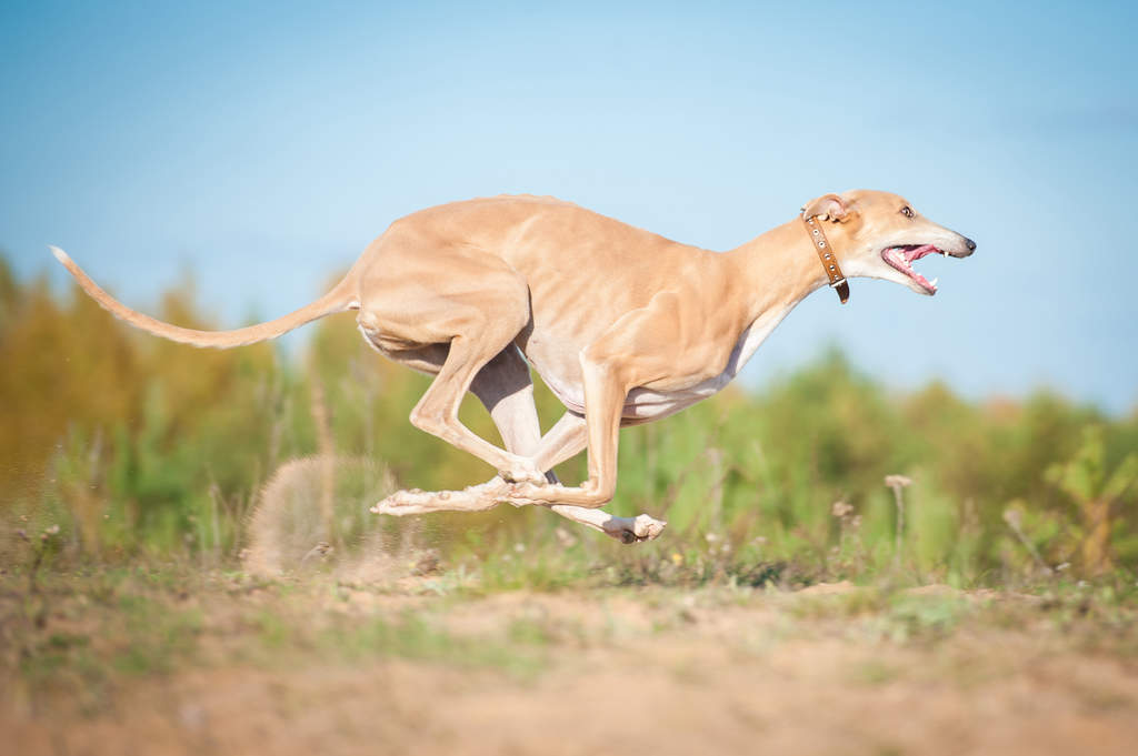 Greyhound | Dogs | Breed Information | Omlet