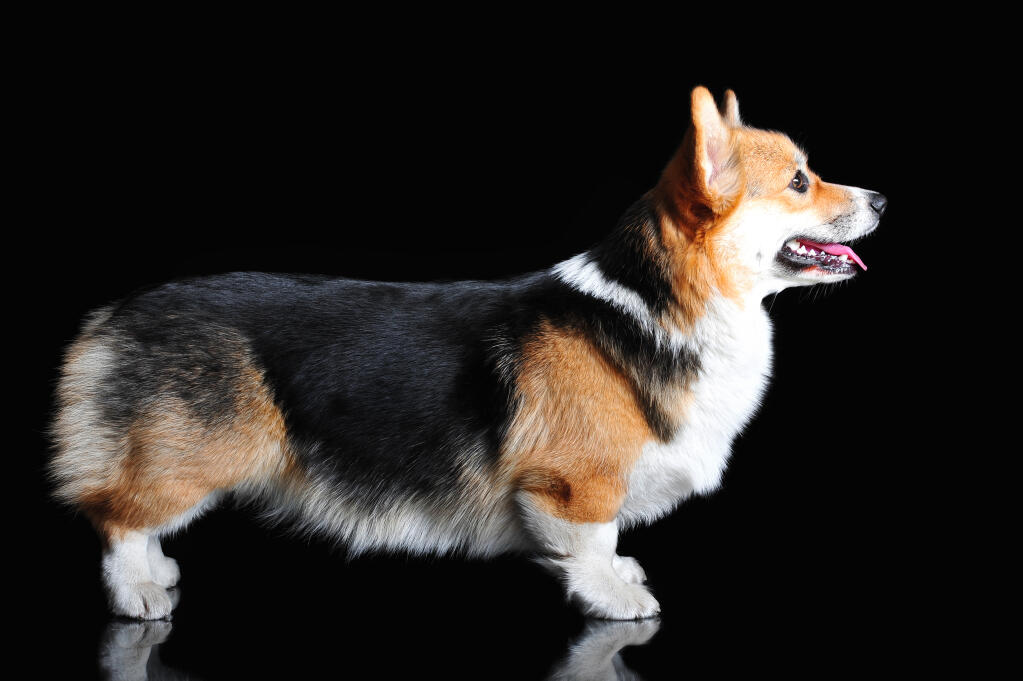 8 Reasons Why Corgis Are The Best | The Odyssey Online