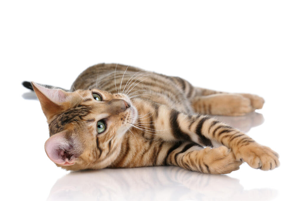 Toyger | Cats | Breed Information | Omlet