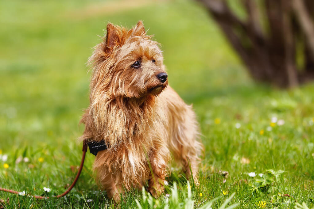 Australian Terrier Dogs