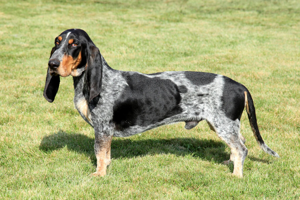Basset Bleu De Gascogne Dogs