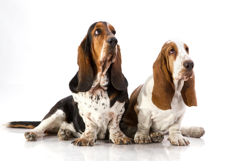 Basset Hound | Dogs | Breed Information | Omlet