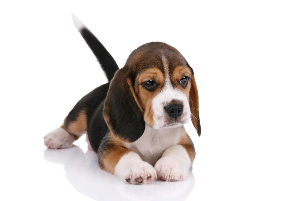 Beagle Dogs