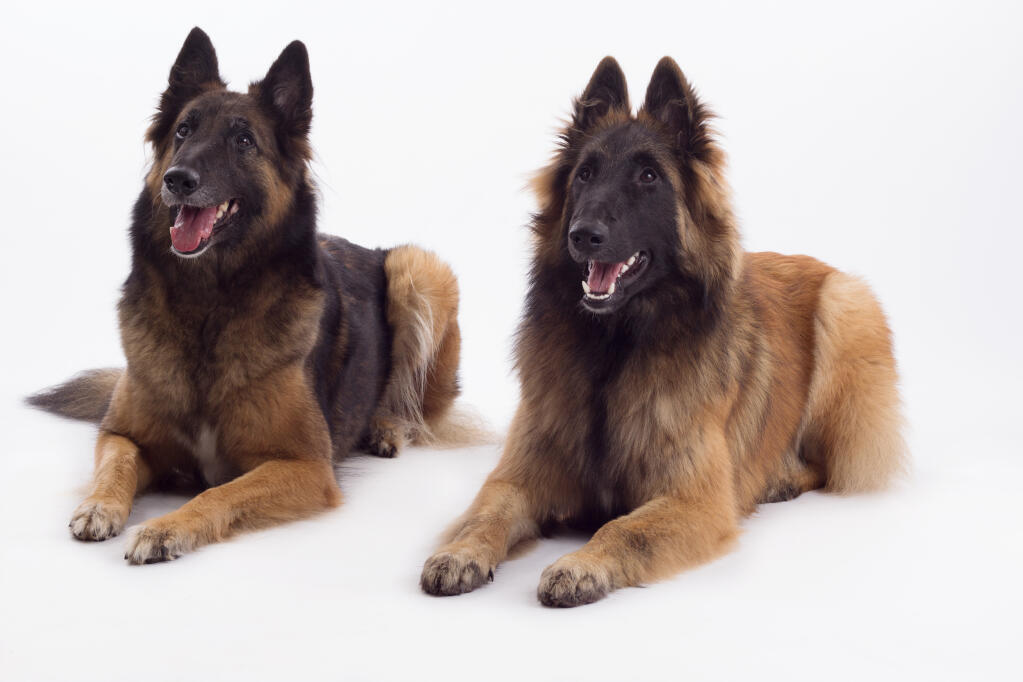 Belgian Shepherd Dog (Tervuren) | Dogs | Breed Information | Omlet