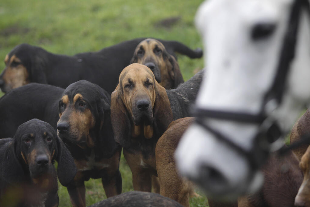 Bloodhound Dogs