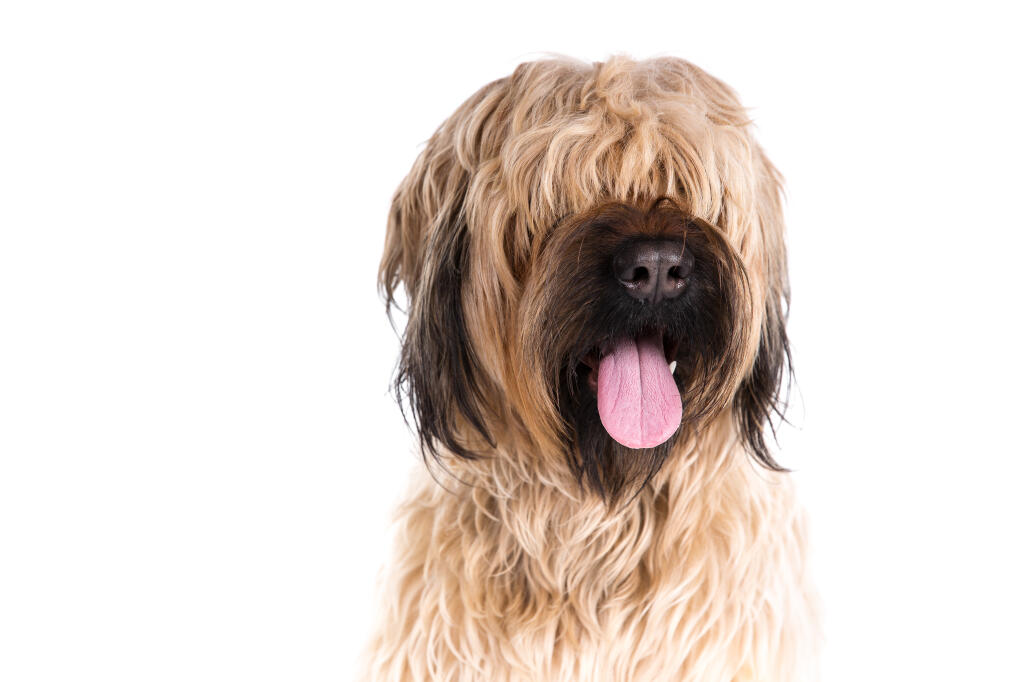Briard Dogs