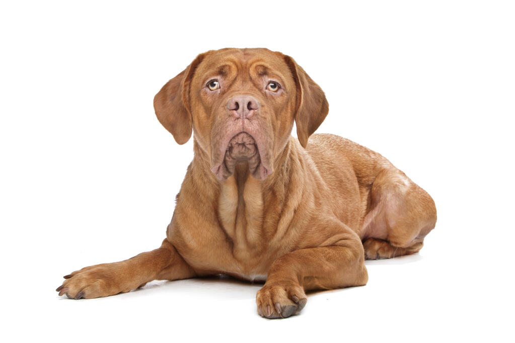 Dogue de Bordeaux | Dogs | Breed Information | Omlet