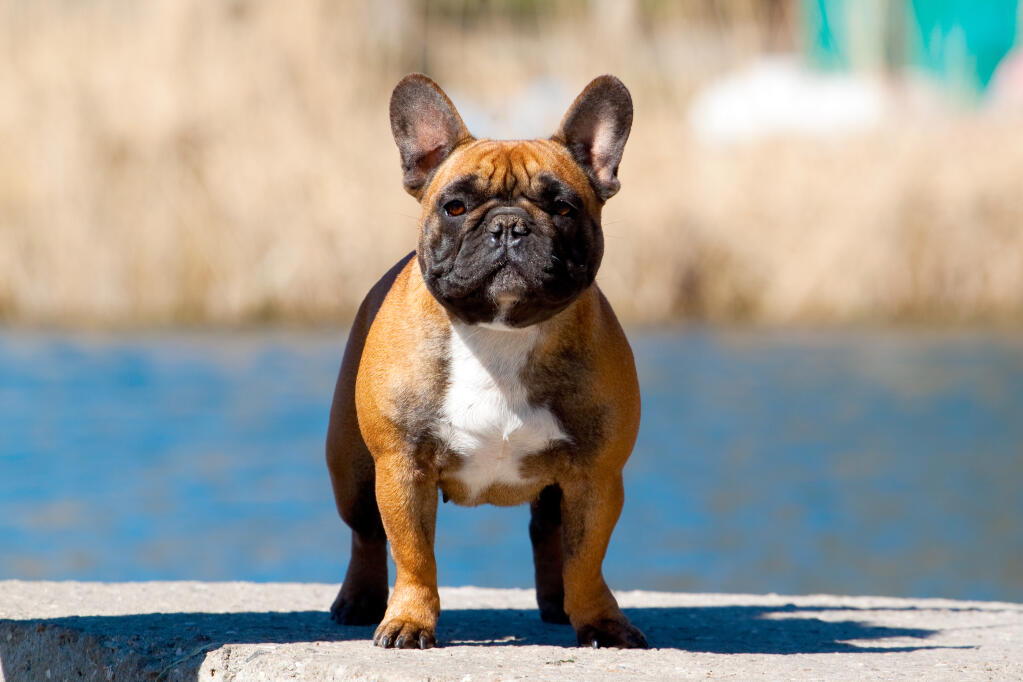 French Bulldog Dogs
