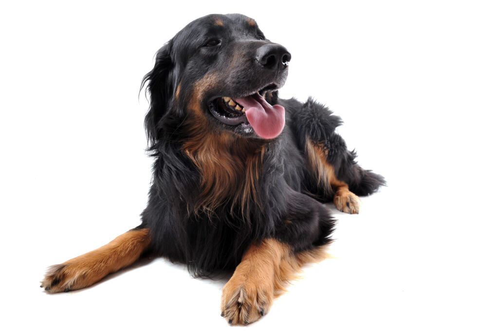 Hovawart | Dogs | Breed Information | Omlet