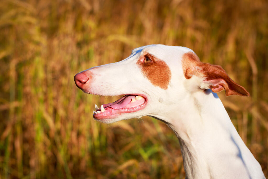 Ibizan Hound Dogs | Dog Breeds