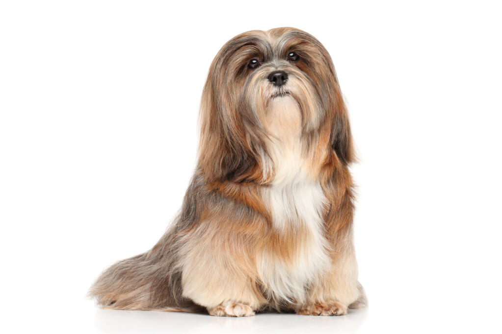 Lhasa Apso Dogs