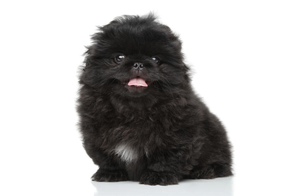 Pekingese | Dogs | Breed Information | Omlet