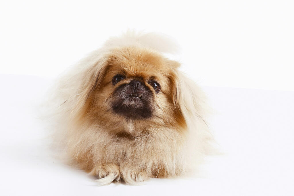 Pekingese | Dogs | Breed Information | Omlet