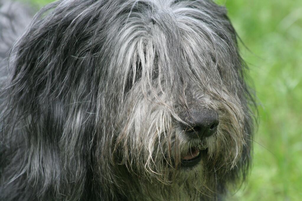 Polish Lowland Sheepdog