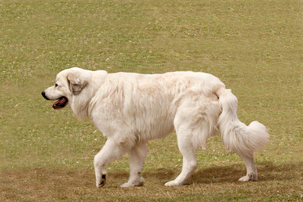 Pyrenean Mountain Dog