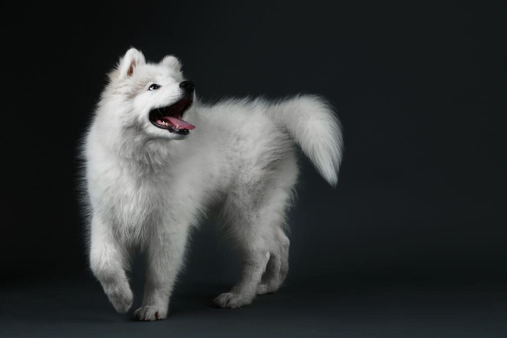 Samoyed Dogs