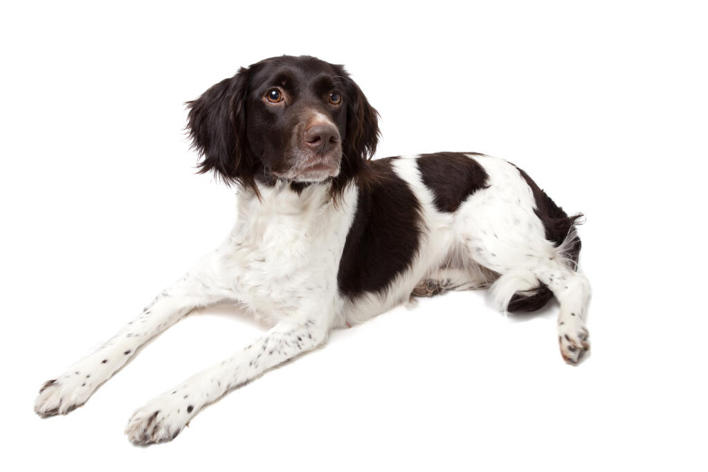 Small Munsterlander Dogs