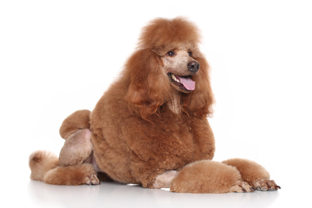Poodle | Dogs | Breed Information | Omlet