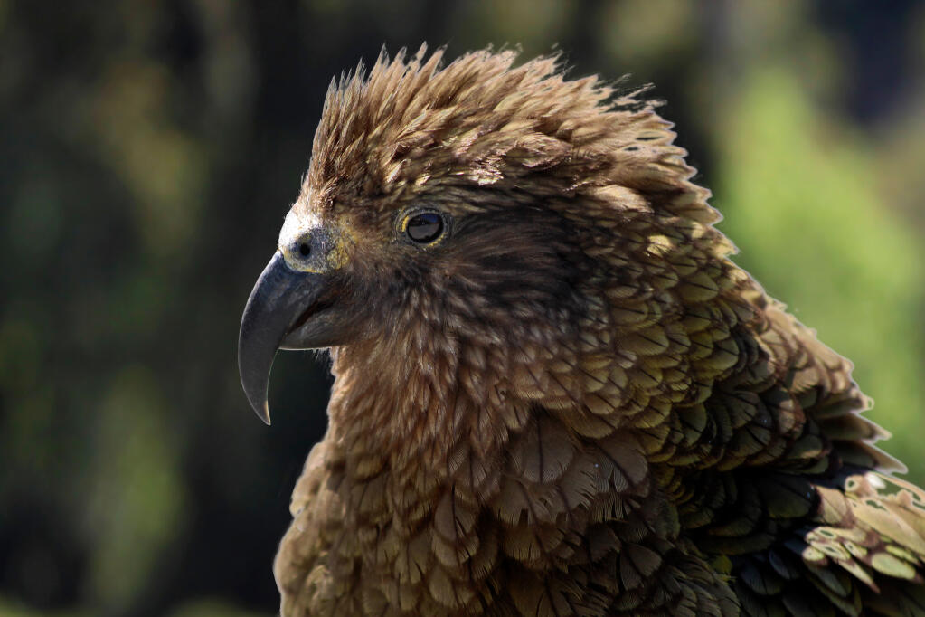 Kea Parrots | Parrot Breeds