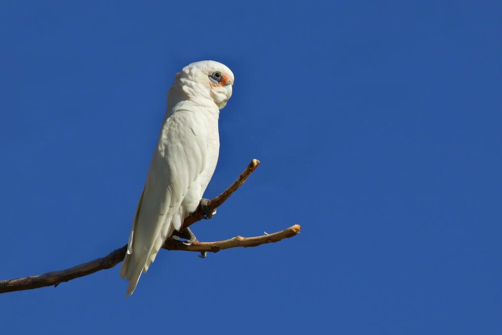 Little Corella | Parrots | Breed Information | Omlet