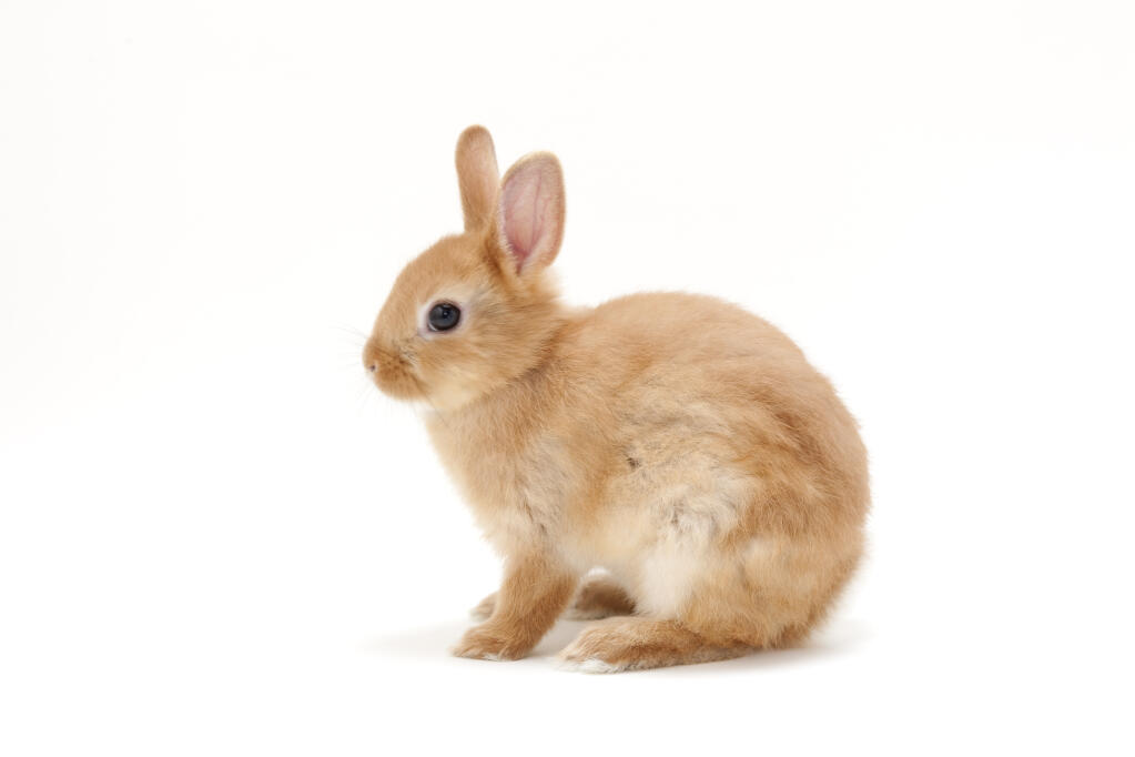 Netherlands Dwarf (Coloured) For Sale | Rabbits | Breed Information | Omlet