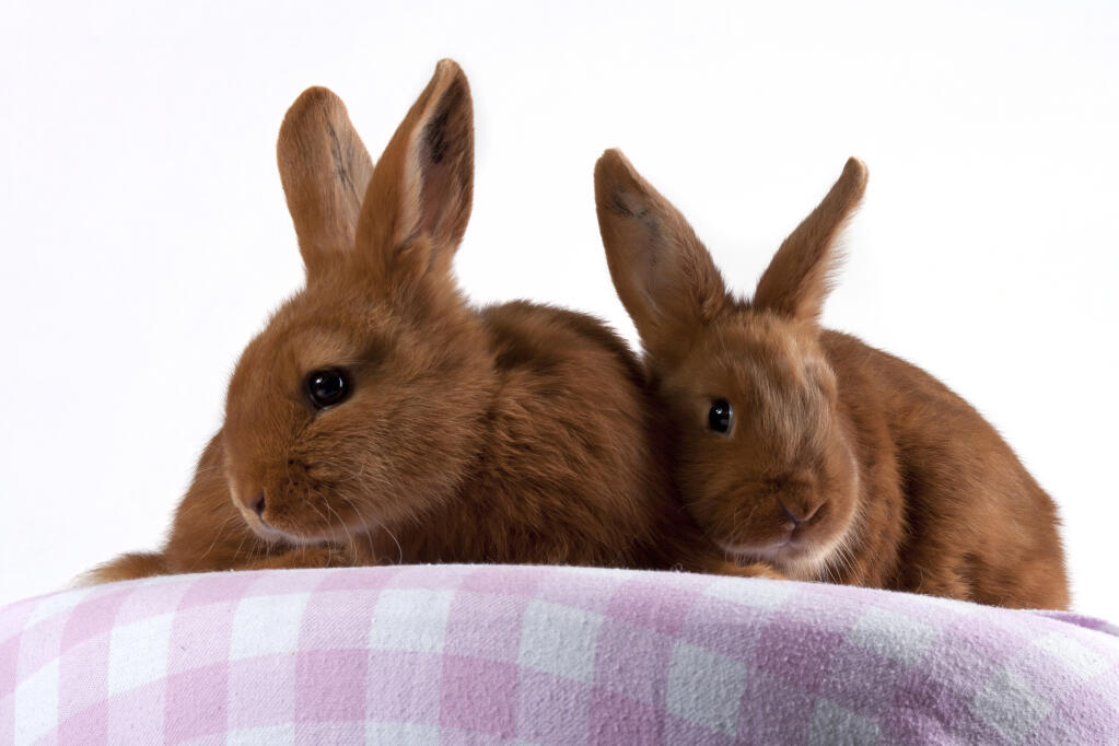 Thrianta Rabbits | Thrianta For Sale | Rabbit Breeds