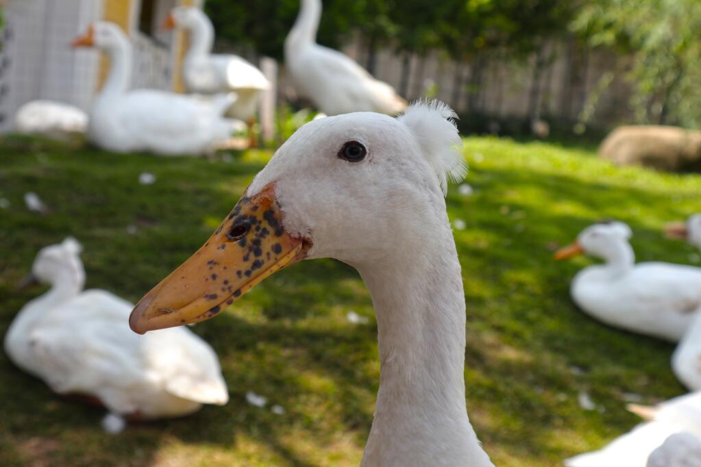 Bali Ducks | Duck Breeds