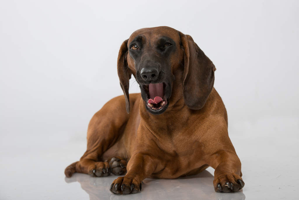 Bavarian Mountain Hound Dogs