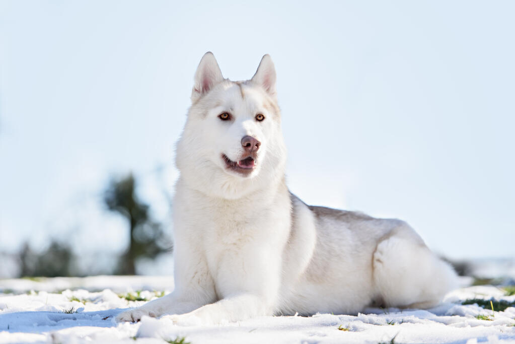 Siberian Husky Dogs