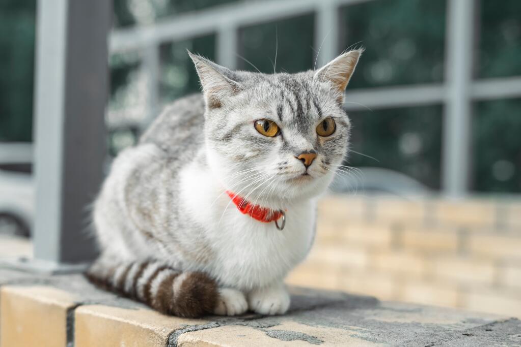 American Wirehair Cats | Cat Breeds