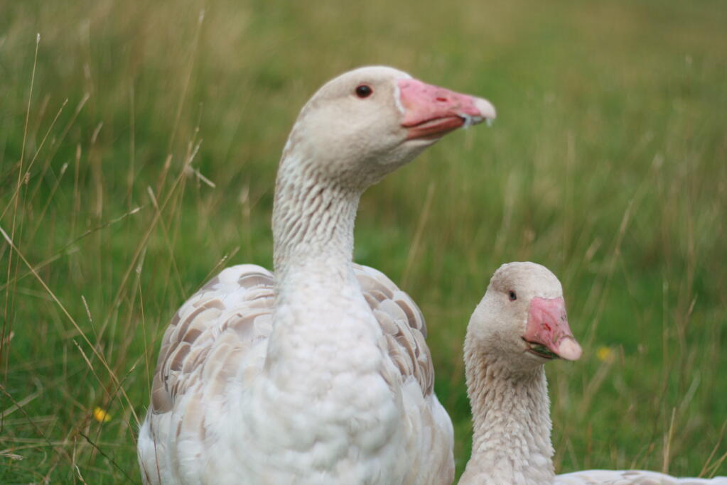 Brecon Buff Geese | Brecon Buff For Sale | Goose Breeds