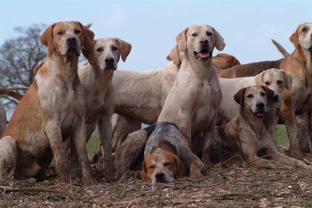 Foxhound (English) Dogs